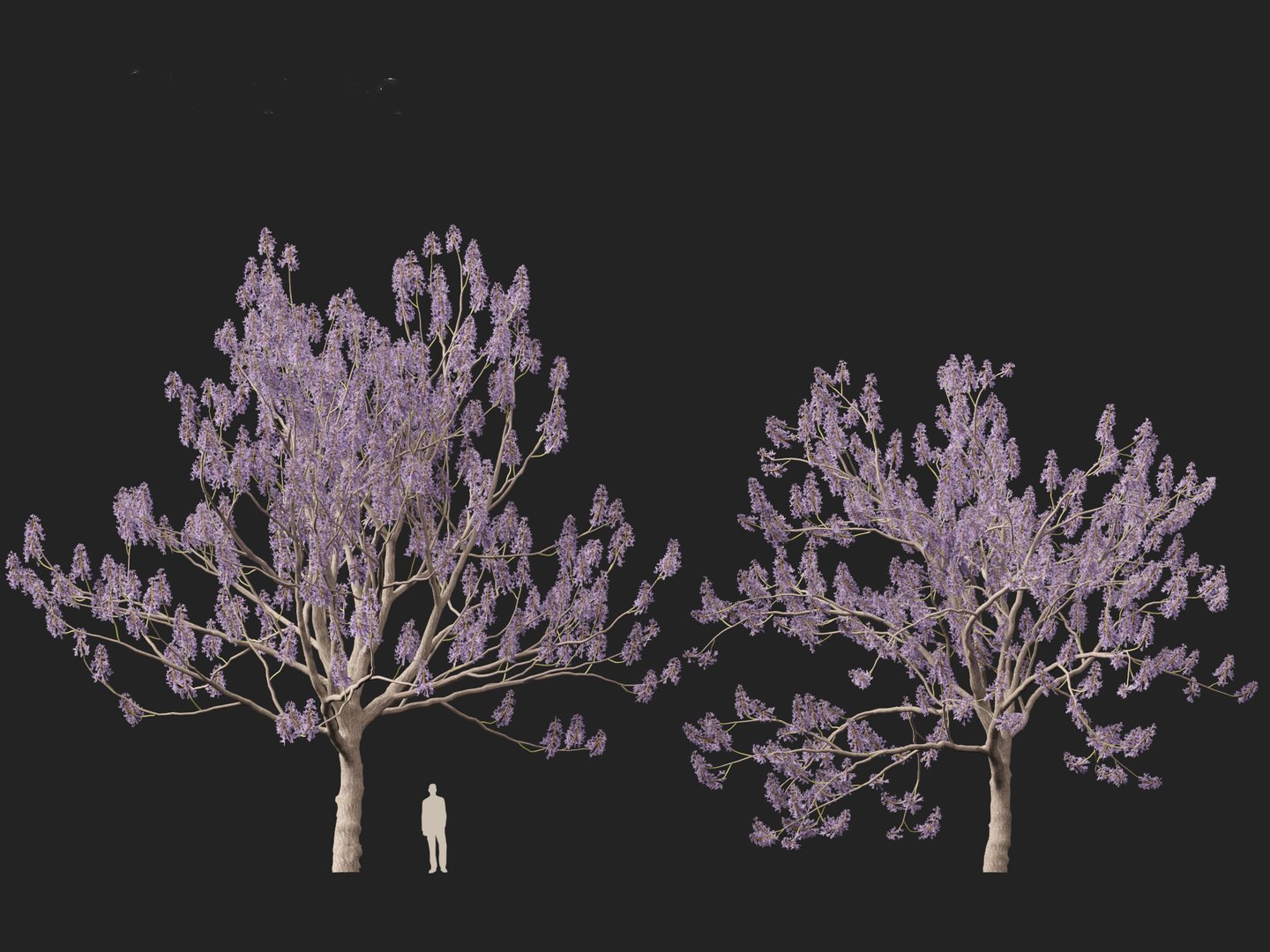 3D Paulownia Tomentosa - Princess Tree - TurboSquid 2210213
