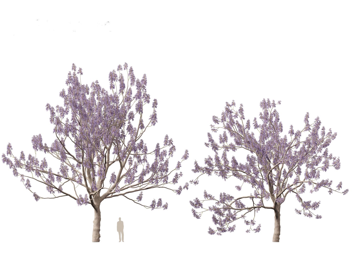 3D Paulownia Tomentosa - Princess Tree - TurboSquid 2210213