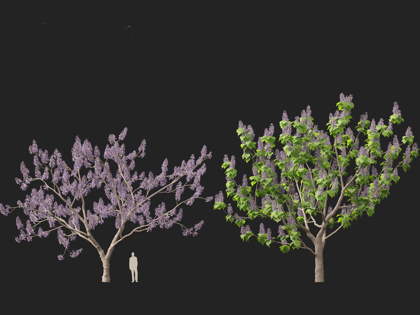 3D Paulownia Tomentosa - Princess Tree - TurboSquid 2210213