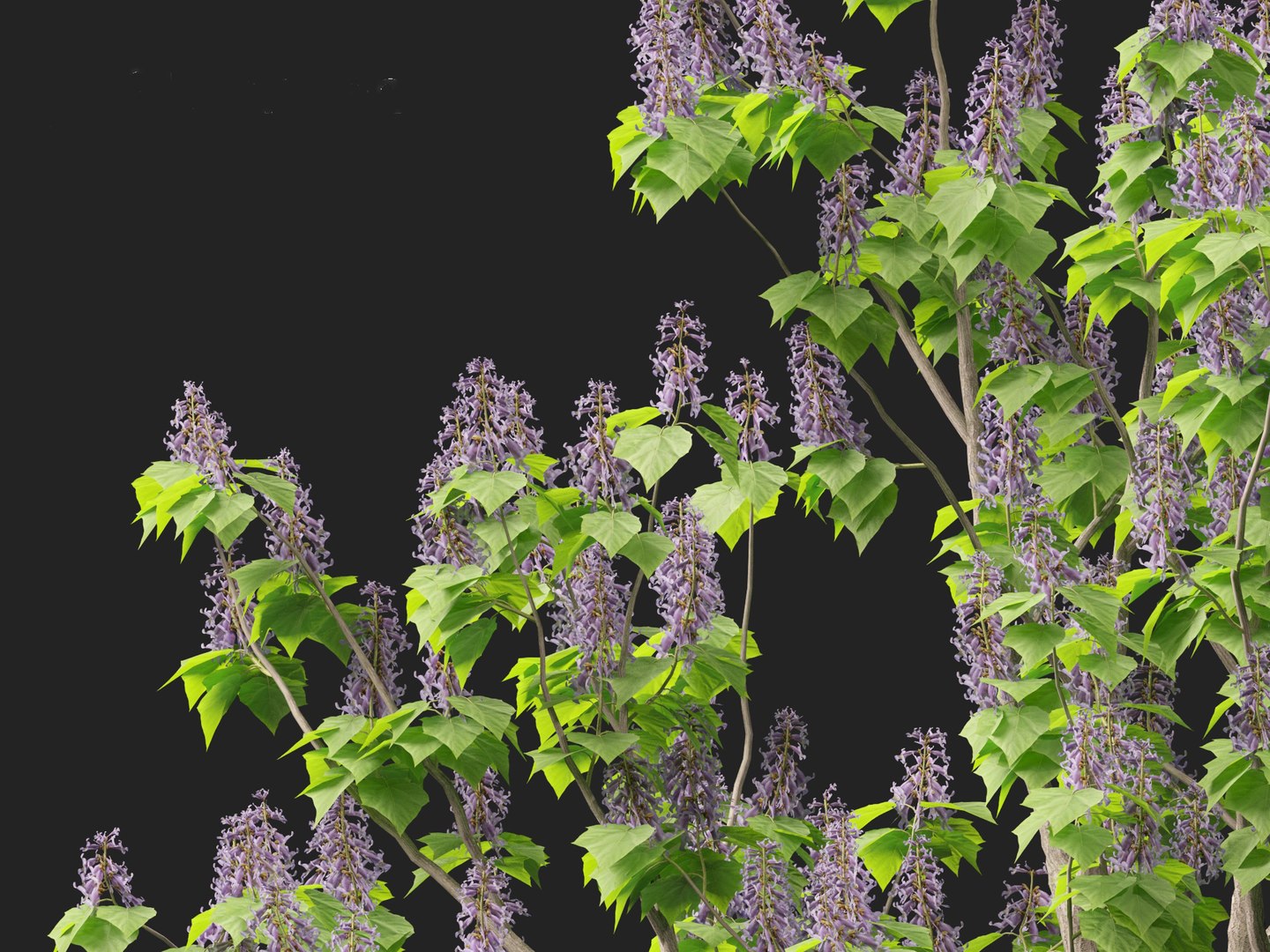 3D Paulownia Tomentosa - Princess Tree - TurboSquid 2210213