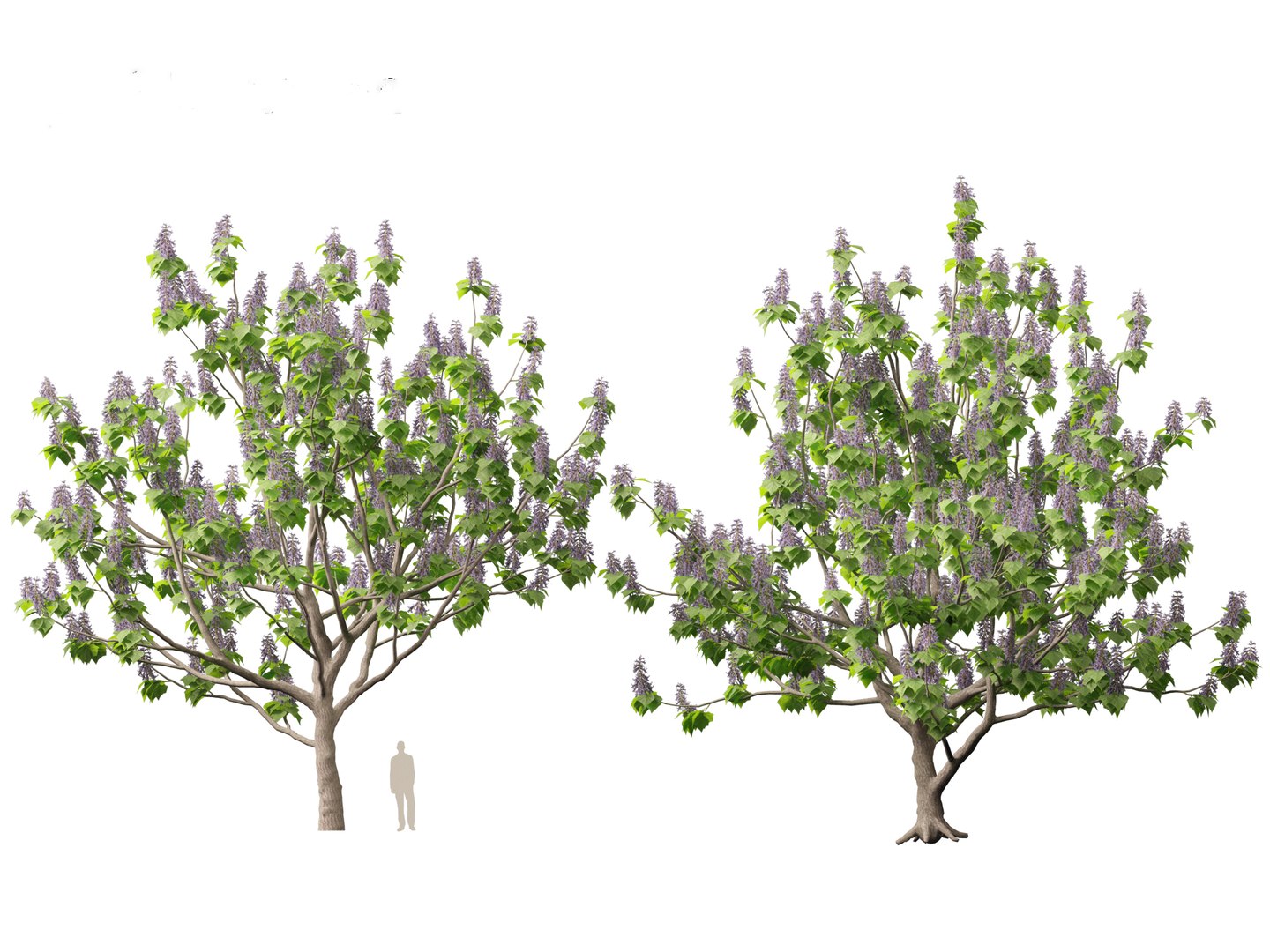 3D Paulownia Tomentosa - Princess Tree - TurboSquid 2210213