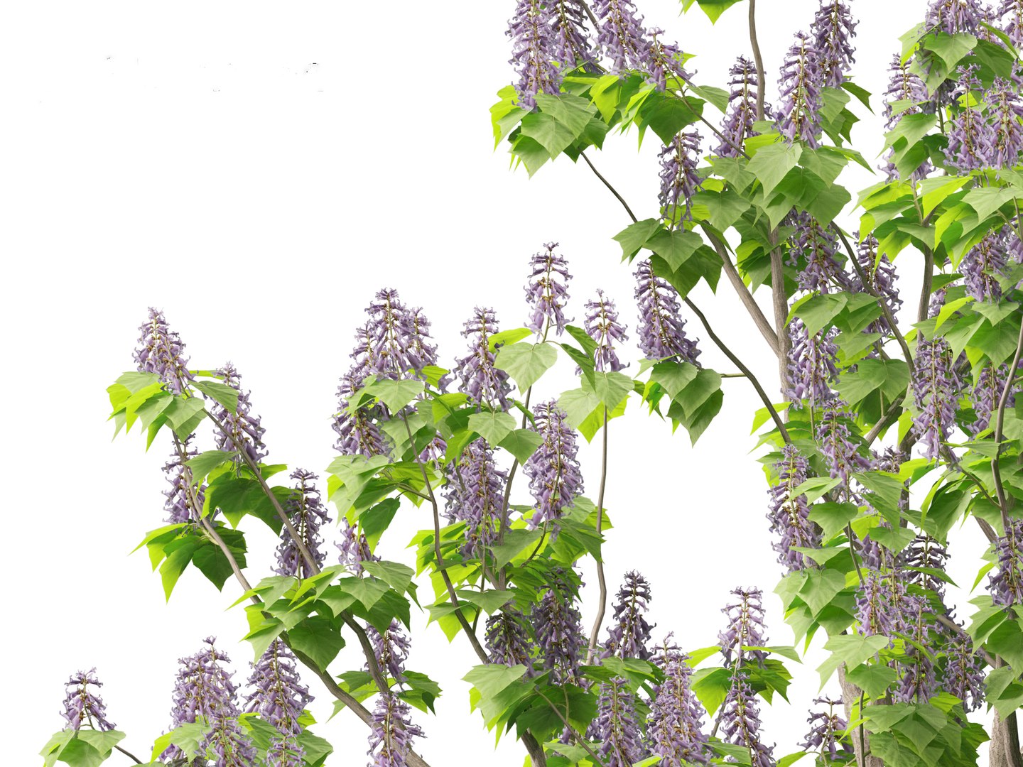 3D Paulownia Tomentosa - Princess Tree - TurboSquid 2210213