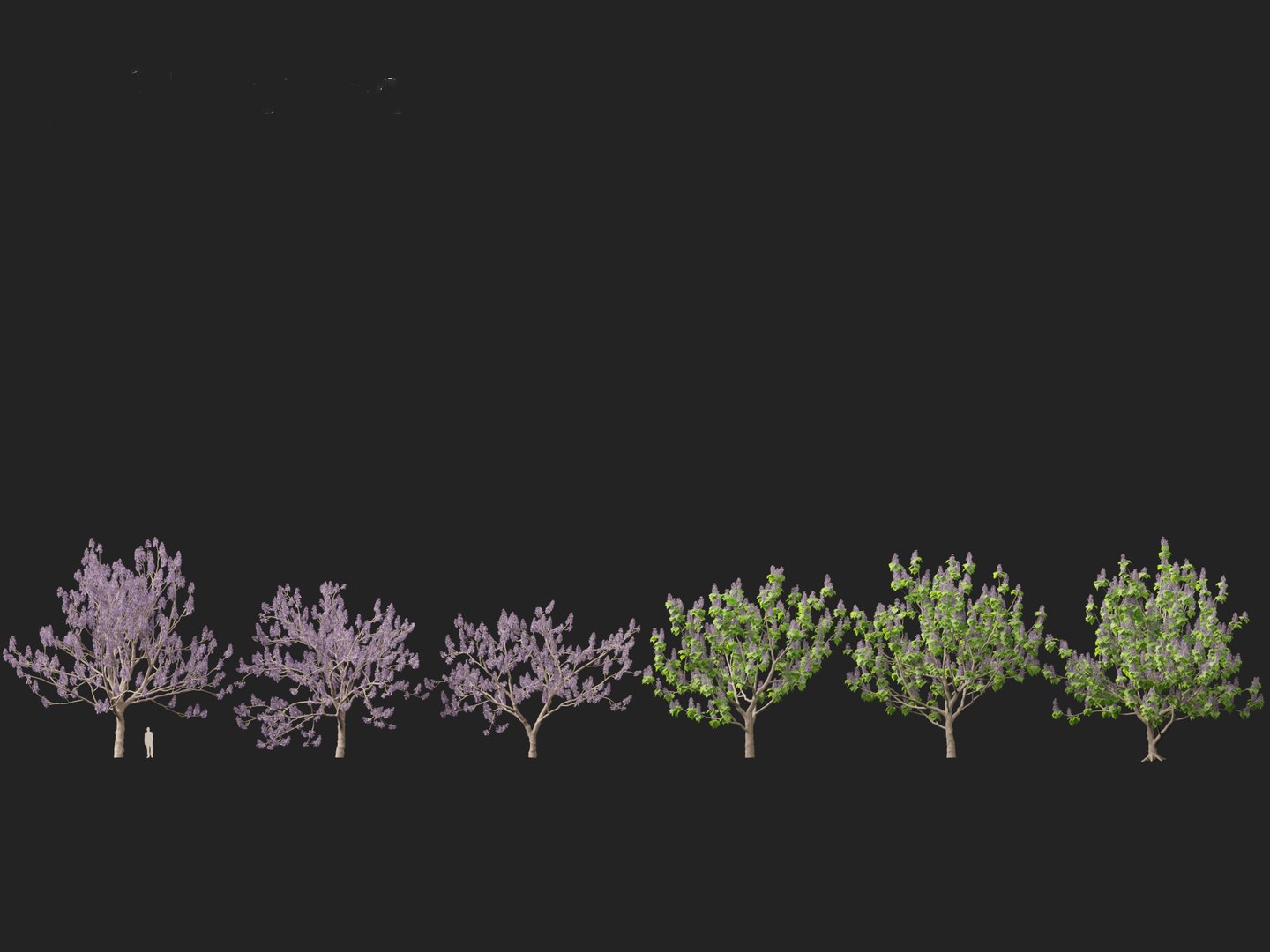 3D Paulownia Tomentosa - Princess Tree - TurboSquid 2210213