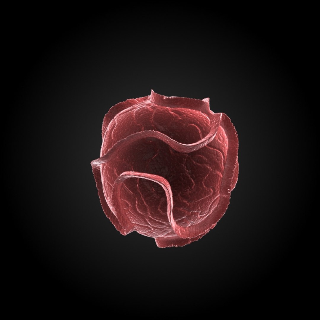 3d Model 25 Microbes Micro Sets