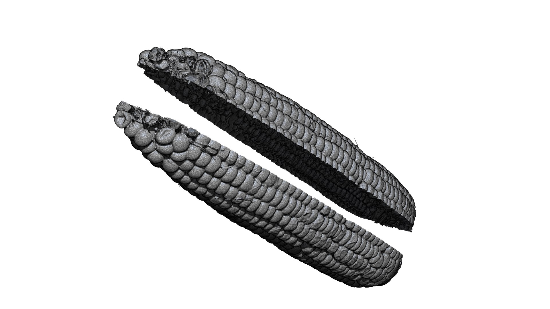 Corn 3D CT Scan Model Cut1 Model - TurboSquid 1945200
