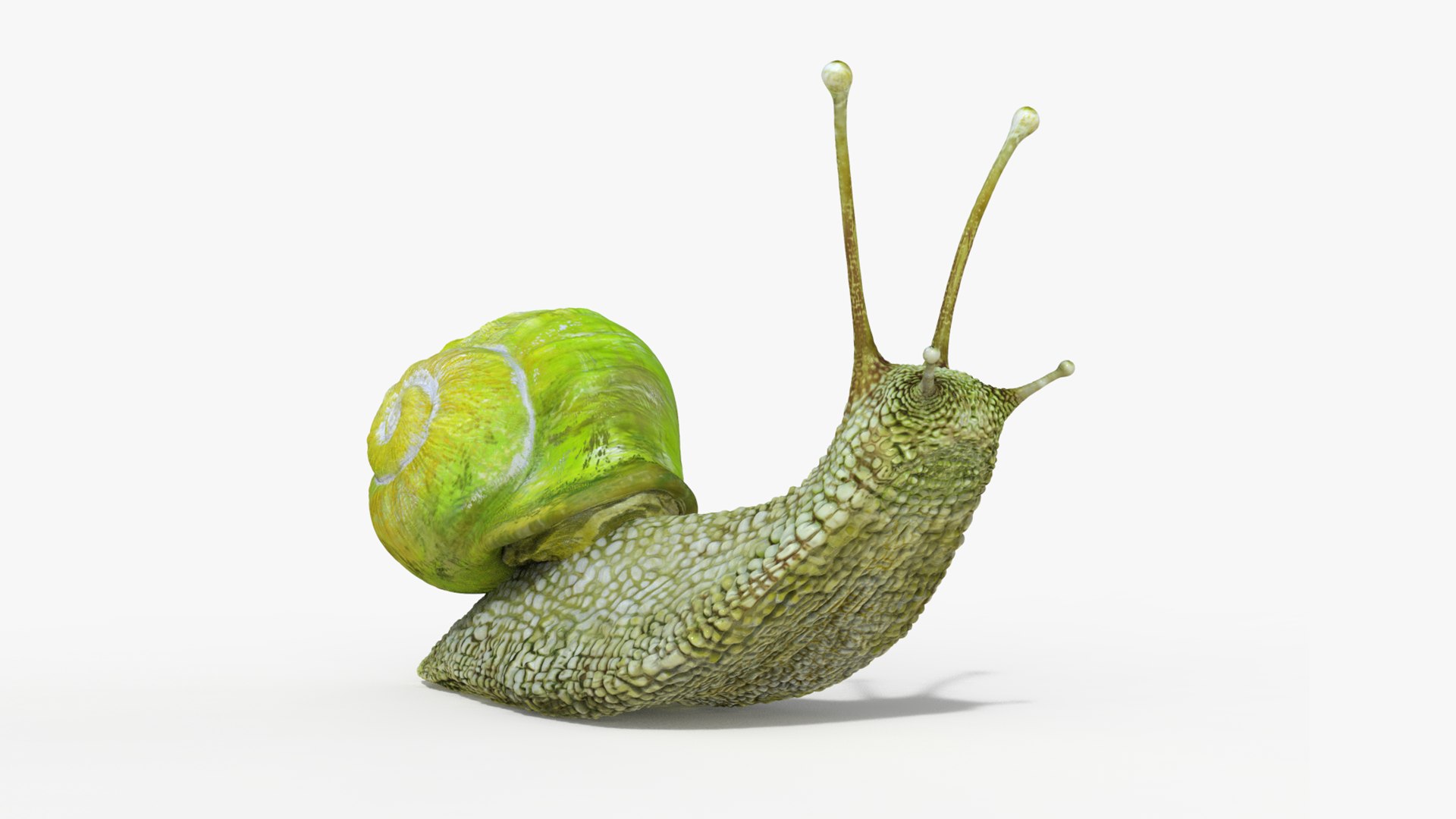 Snail 3D Model - TurboSquid 1845604