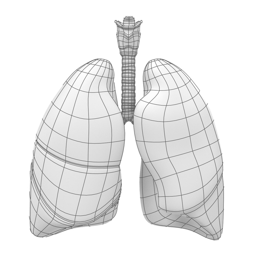 3d Respiratory Model
