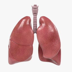 Download Free & Premium Respiratory System 3D Models | TurboSquid