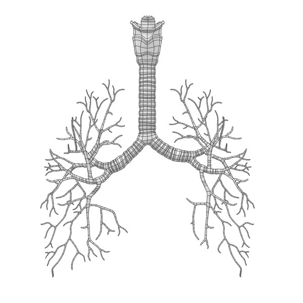 3d respiratory model