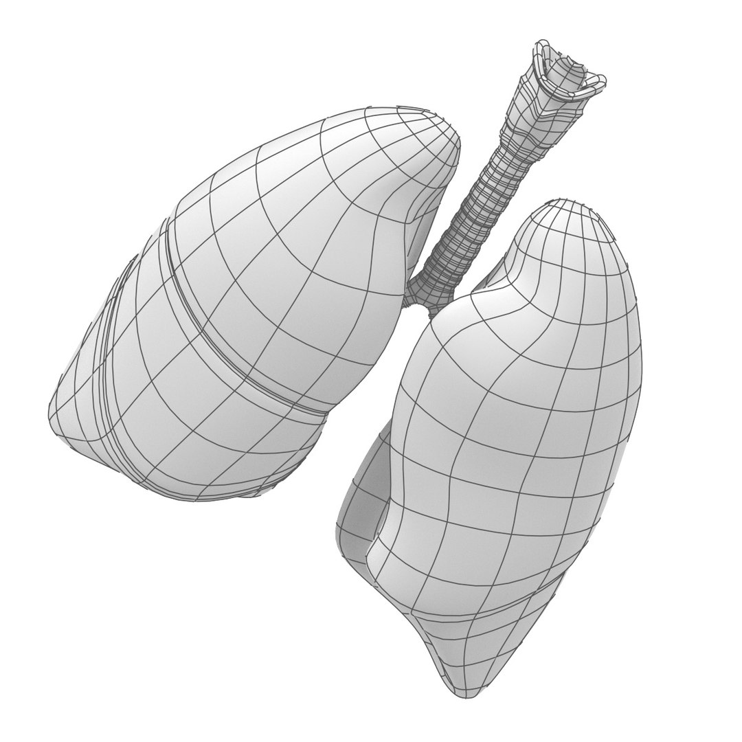 3d Respiratory Model