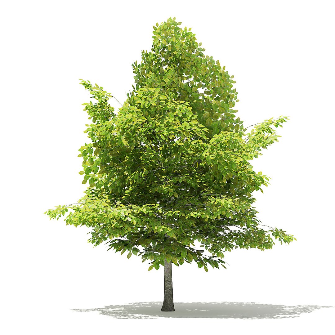 American Beech 3 8m 3D Model - TurboSquid 1349828