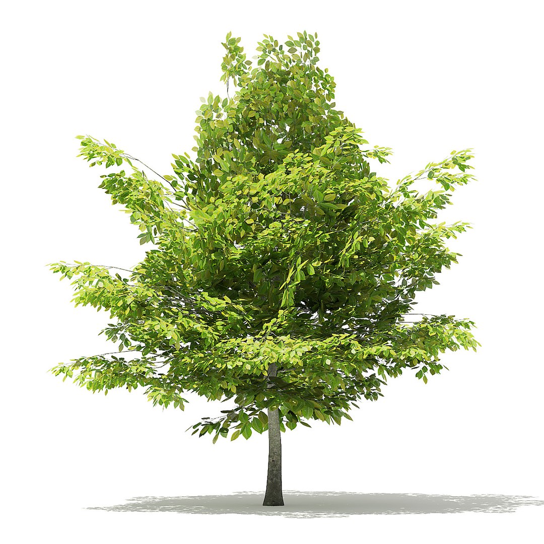 American Beech 3 8m 3D Model - TurboSquid 1349828