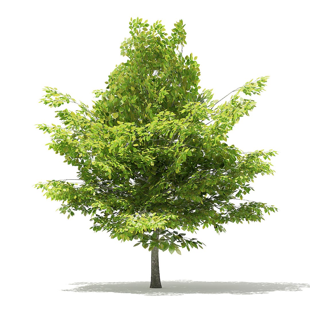 American Beech 3 8m 3D Model - TurboSquid 1349828