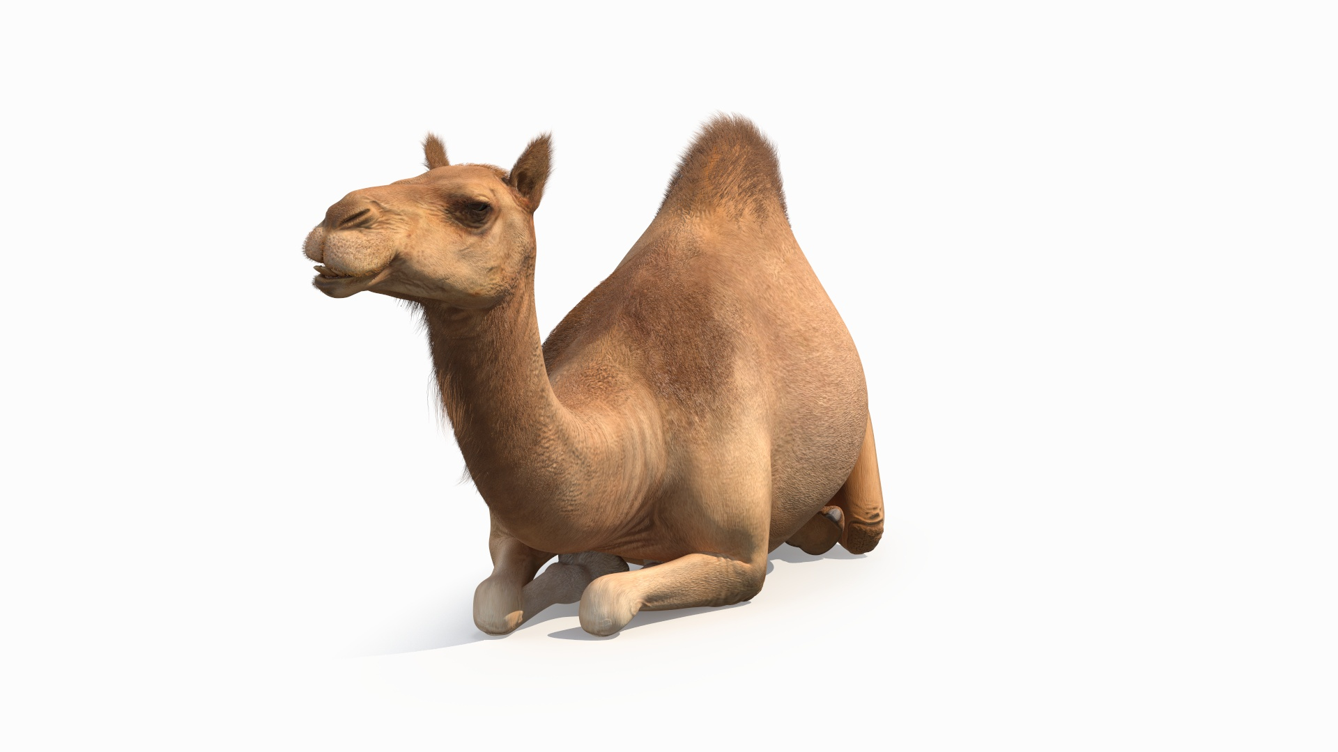 Resting Camel With Fur 3D Model - TurboSquid 2390528
