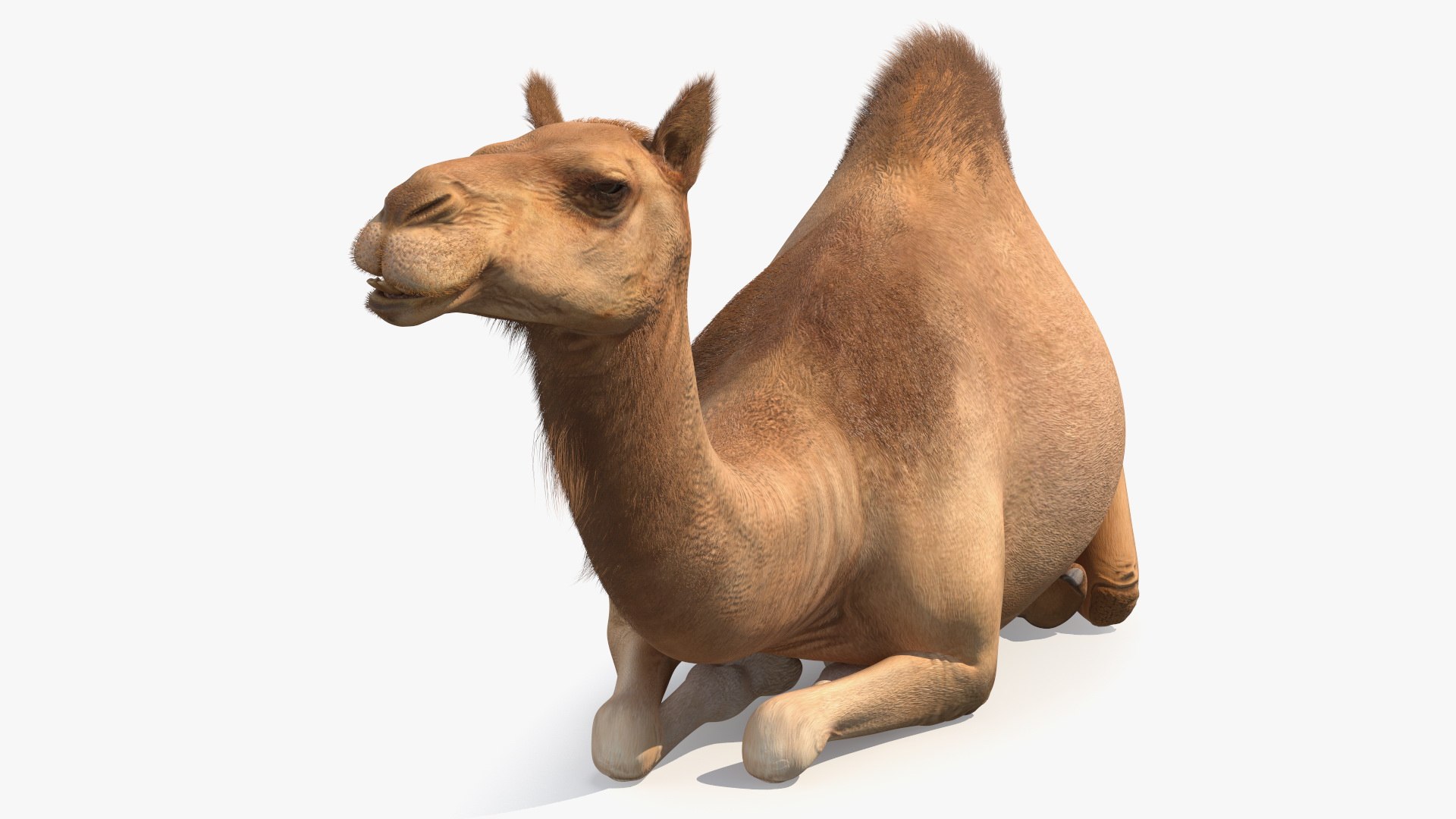 Resting Camel With Fur 3D Model - TurboSquid 2390528