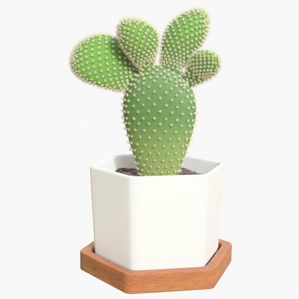 Cactus 03 e 3D 모델 - TurboSquid 1987432