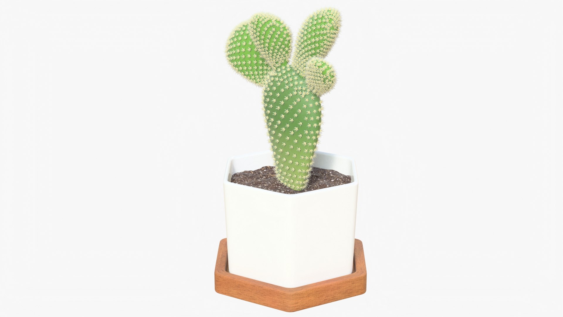 Cactus 03 E 3D Model - TurboSquid 1987432