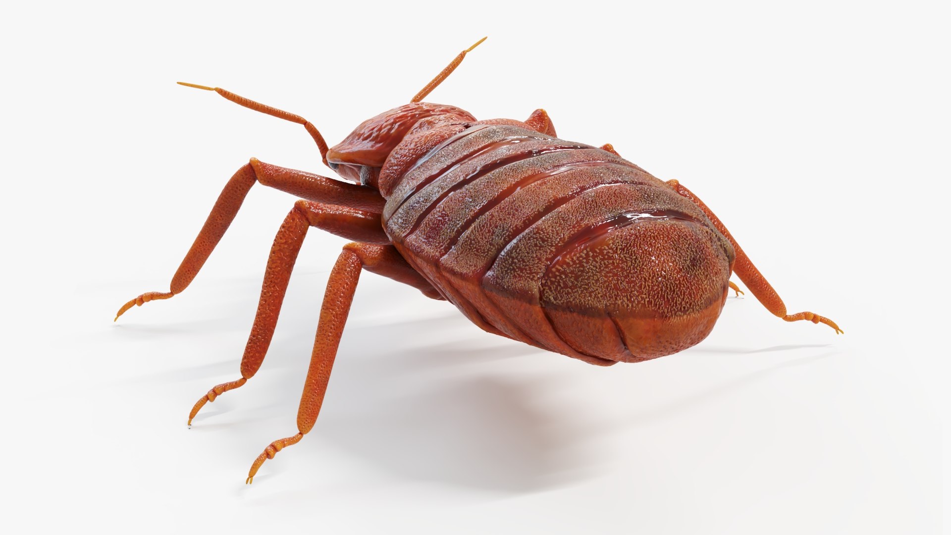 3D Bedbug - TurboSquid 1968638