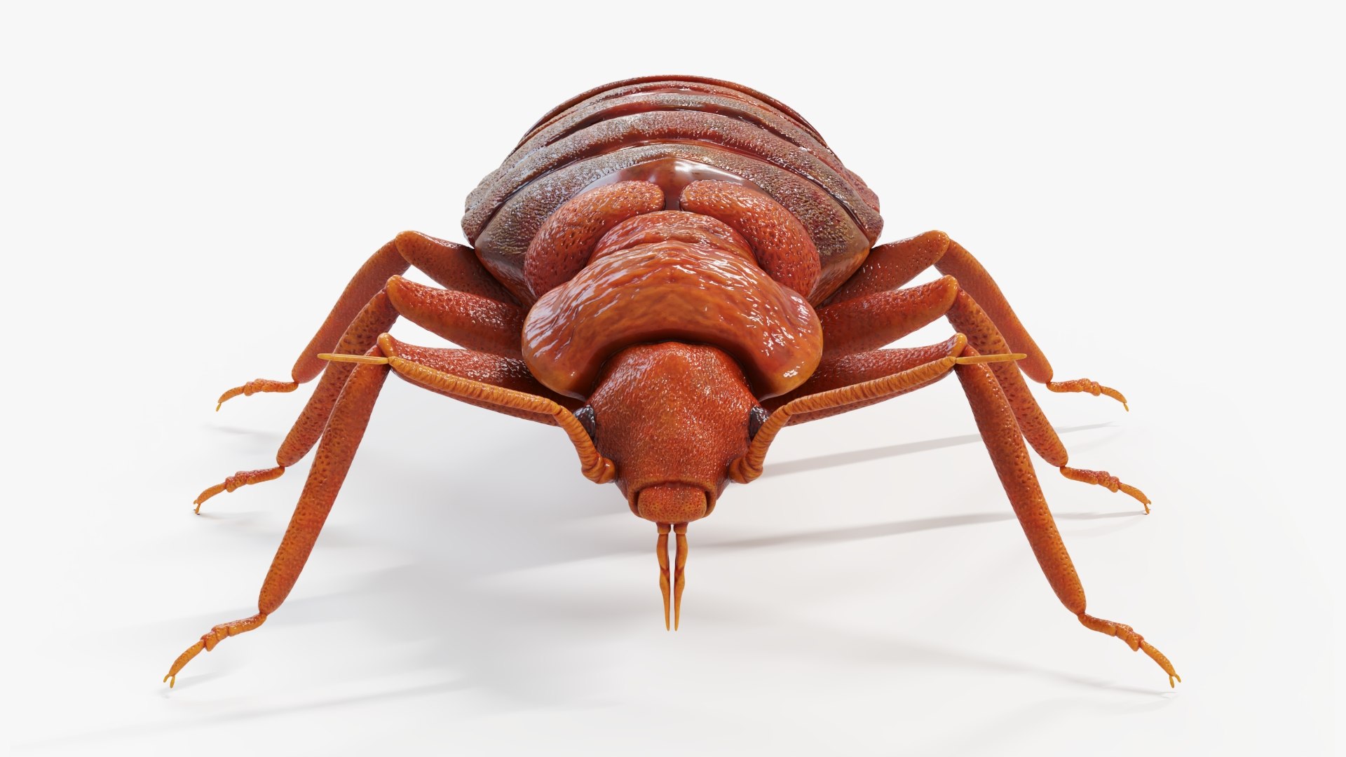 3D Bedbug - TurboSquid 1968638