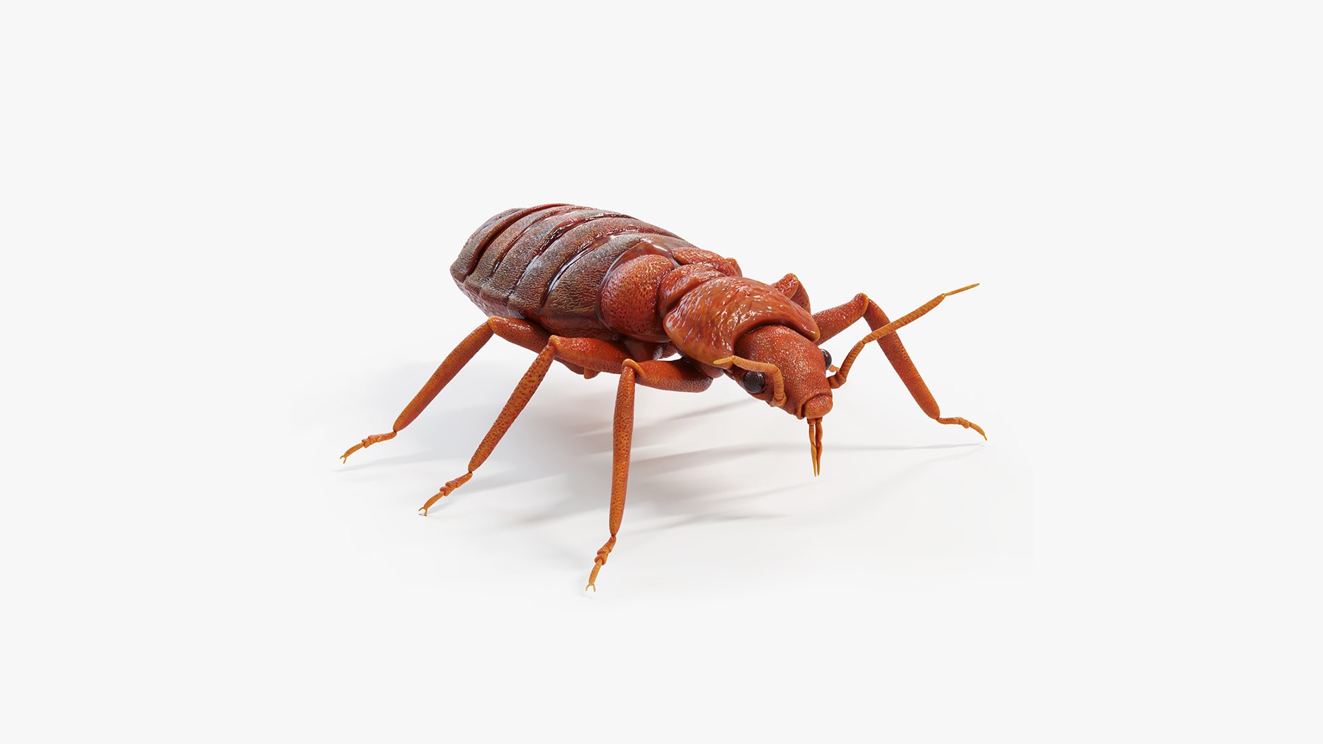 3D Bedbug - TurboSquid 1968638