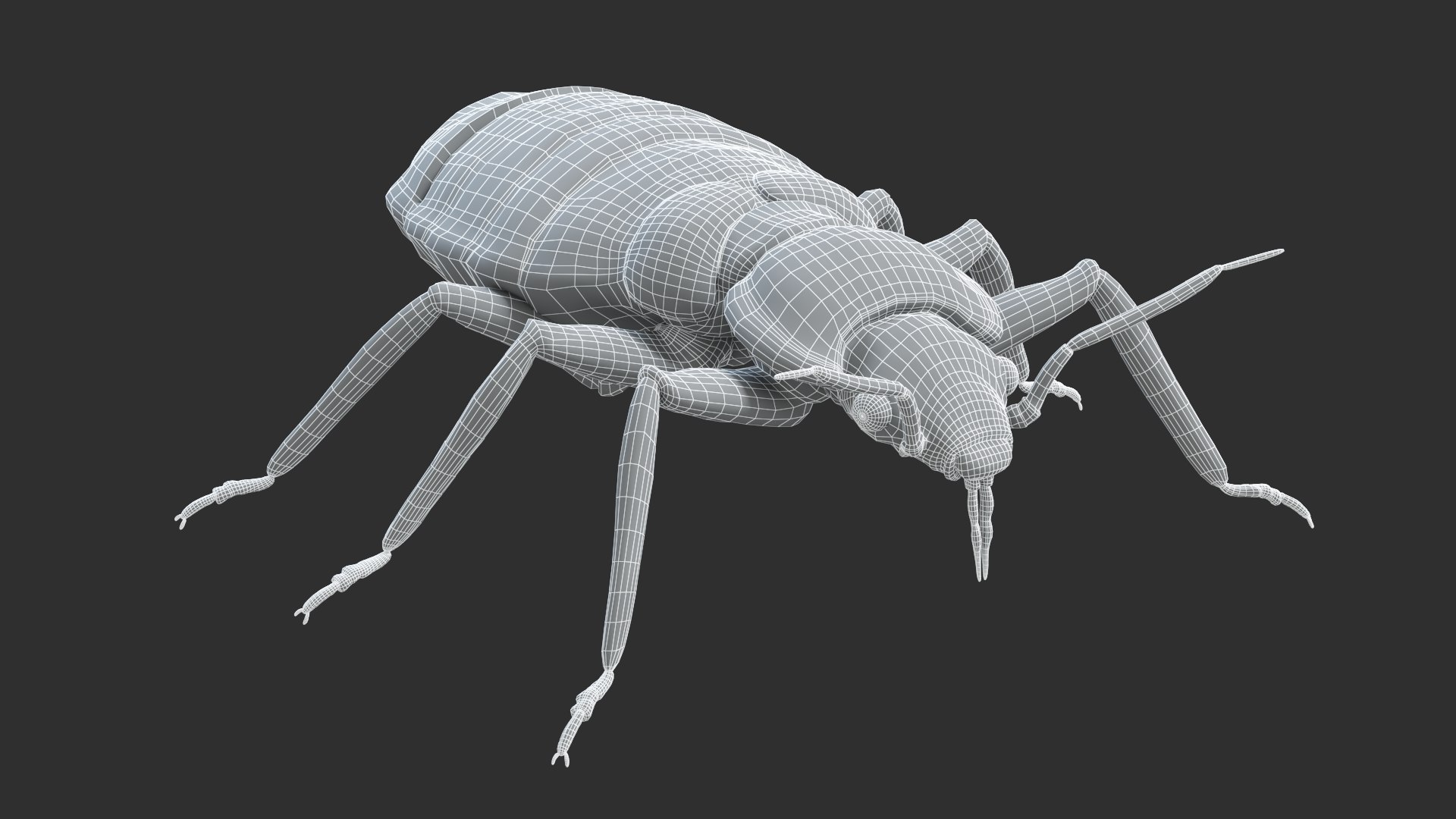 3D Bedbug - TurboSquid 1968638