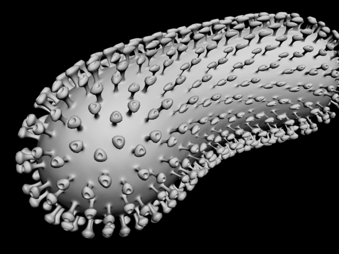 3d bacillus bacteria model