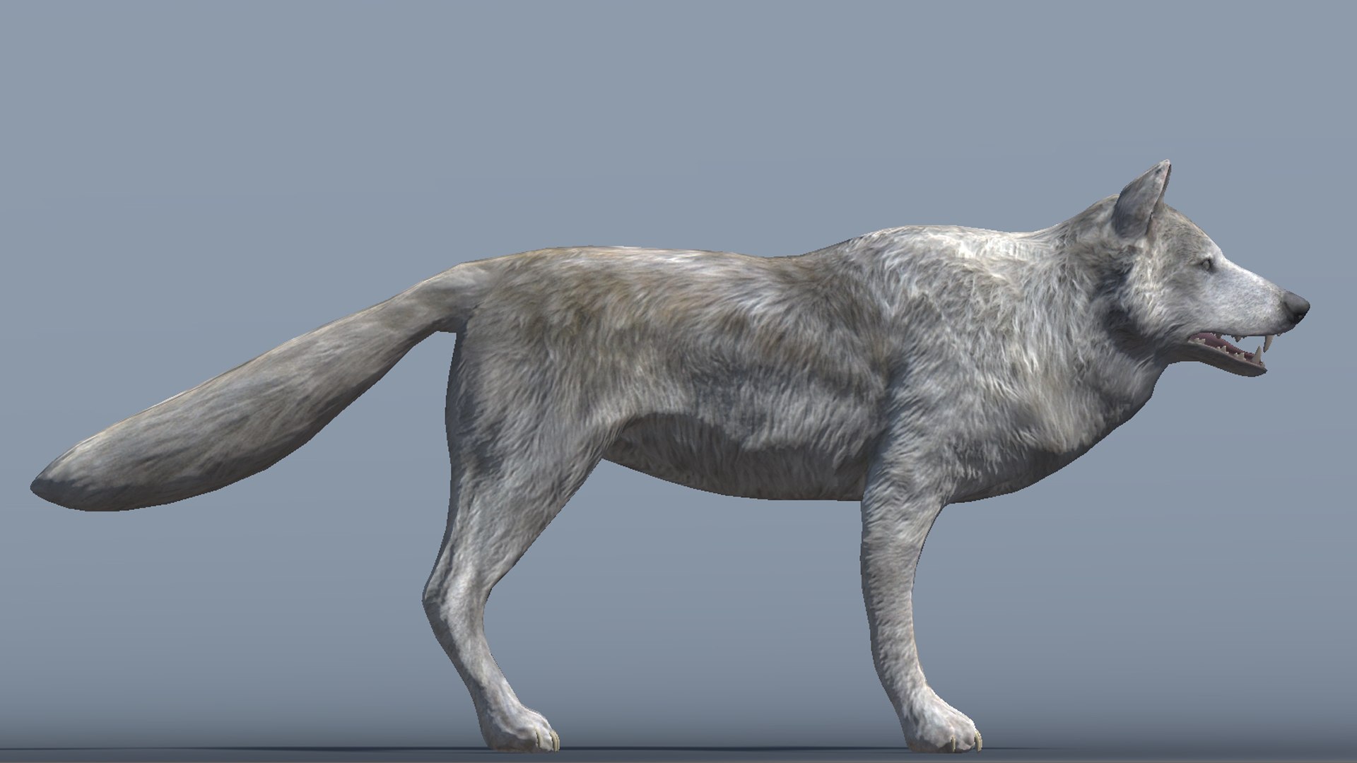 3D Lowpoly Wolf Rigged And Animated For VR AR Games1 - TurboSquid 2038565