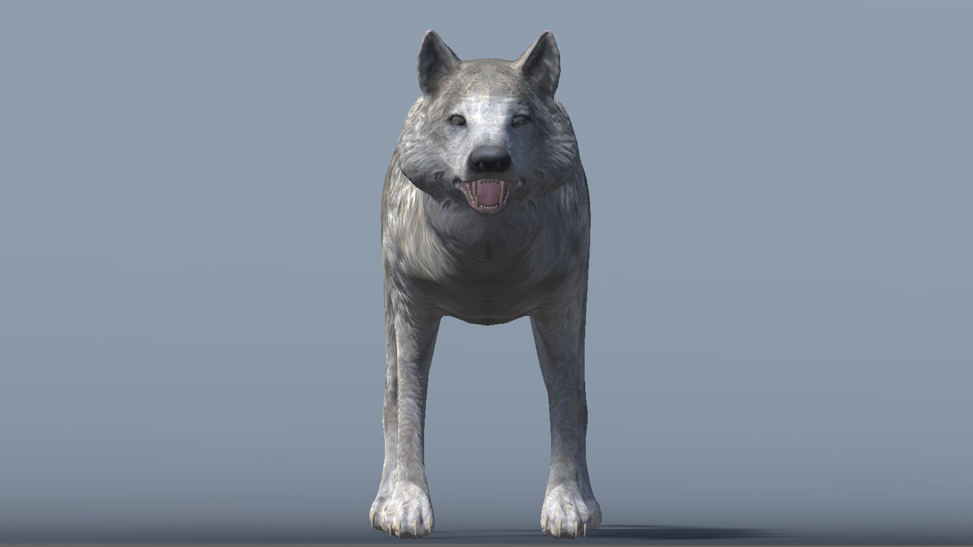 3D Lowpoly Wolf Rigged And Animated For VR AR Games1 - TurboSquid 2038565