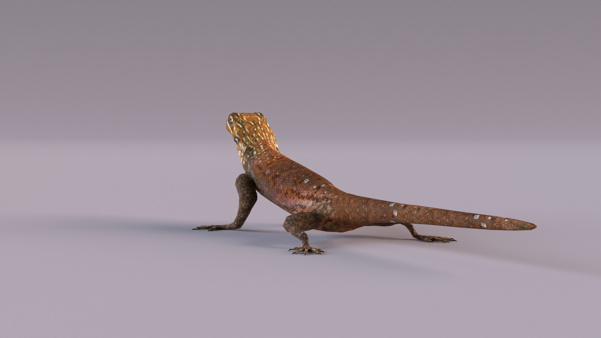 3D Rock Agama Lizard Model - TurboSquid 1901539