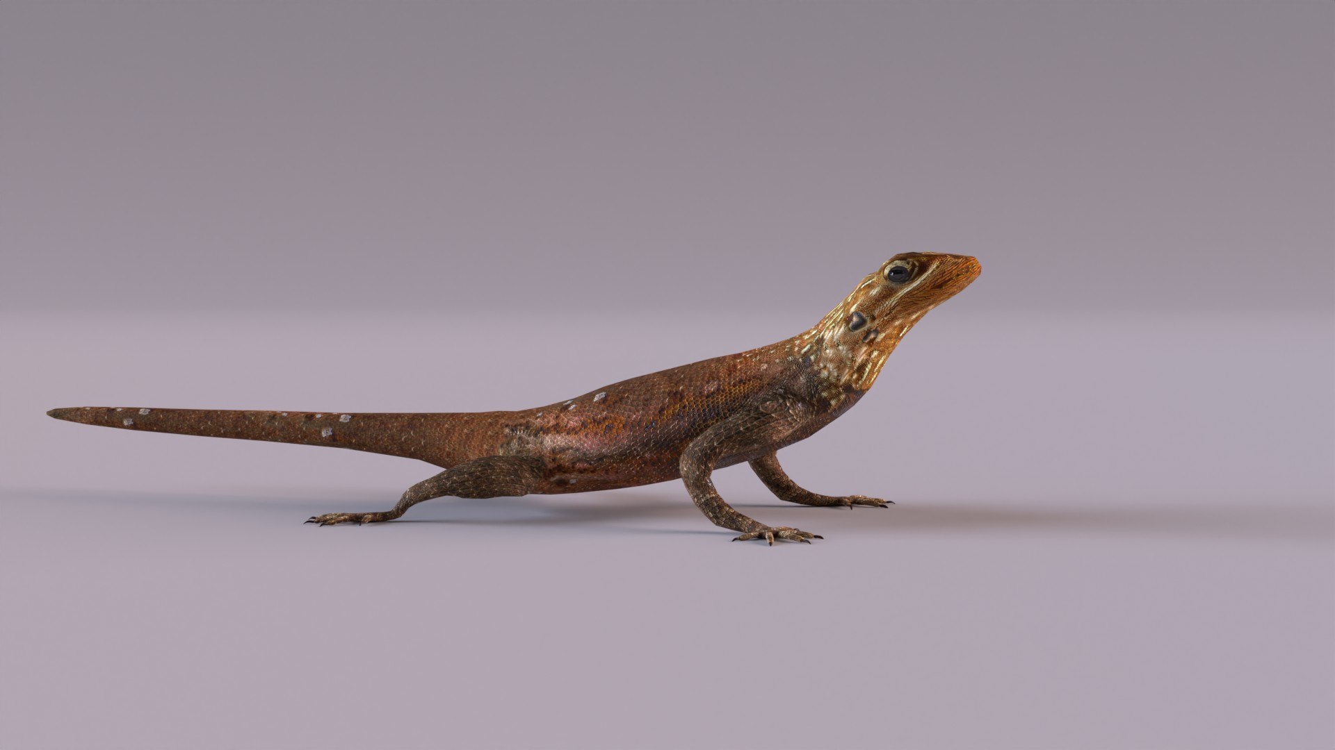 3D Rock Agama Lizard Model - TurboSquid 1901539
