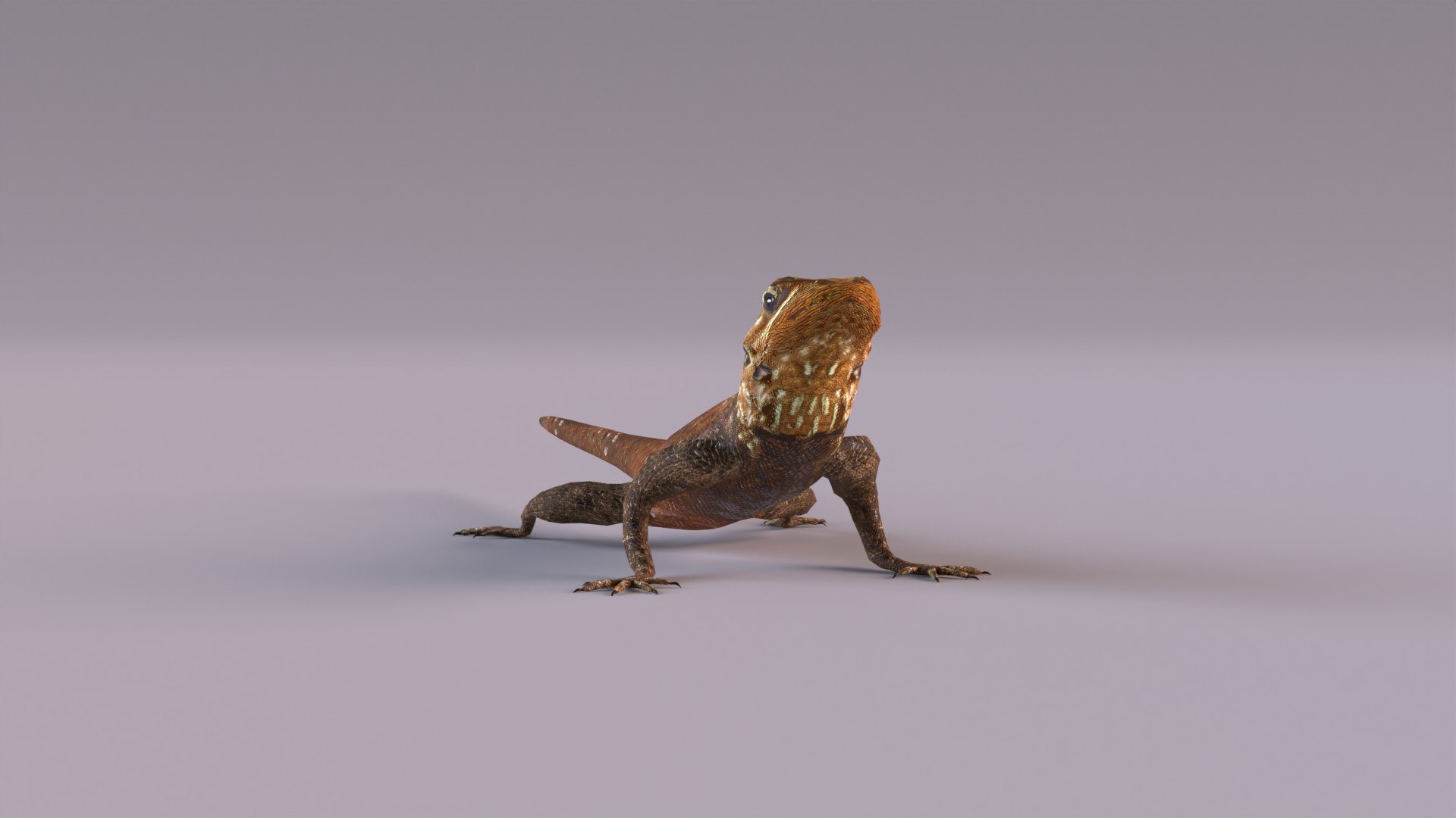 3D Rock Agama Lizard Model - TurboSquid 1901539