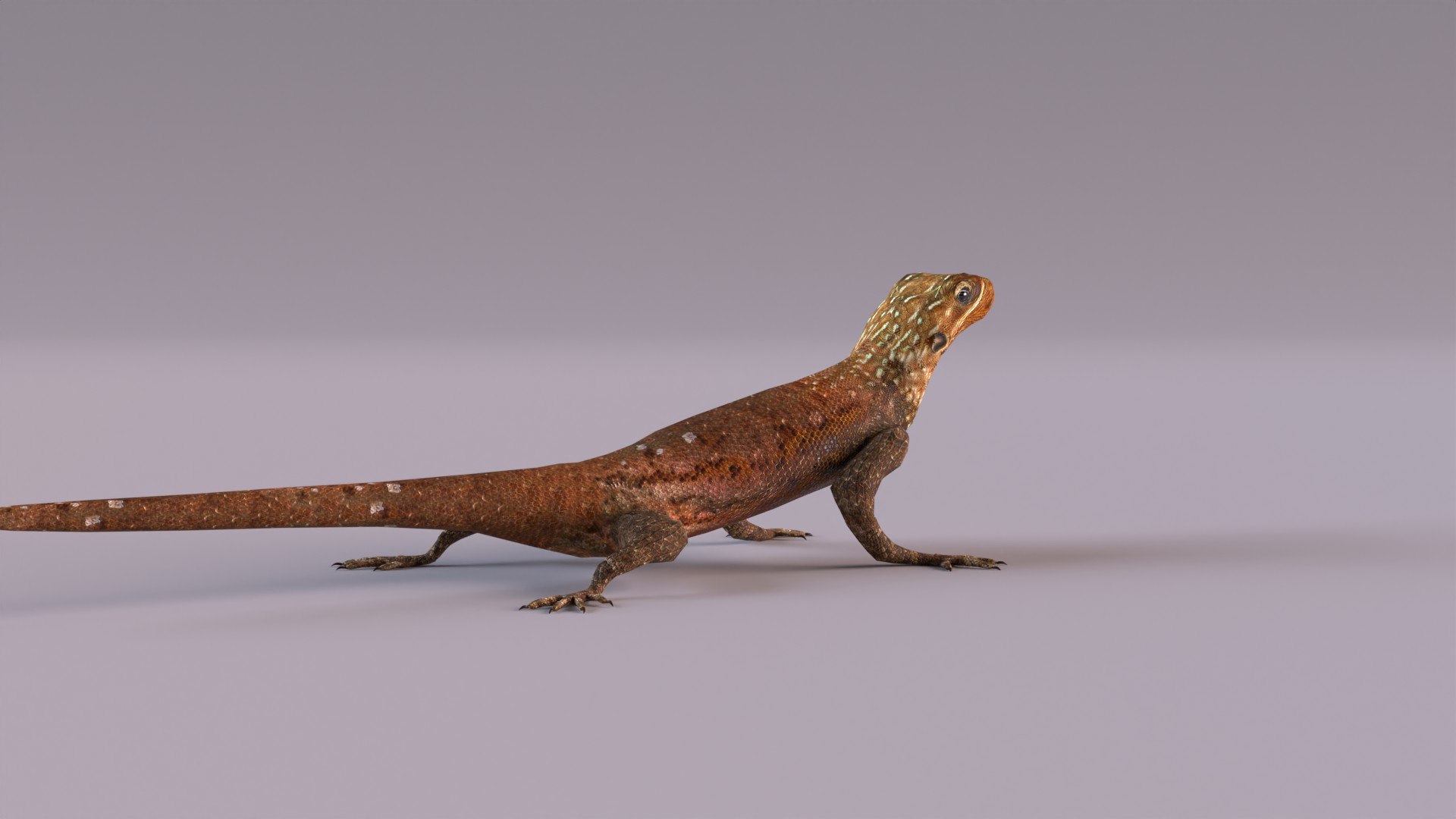 3D Rock Agama Lizard Model - TurboSquid 1901539
