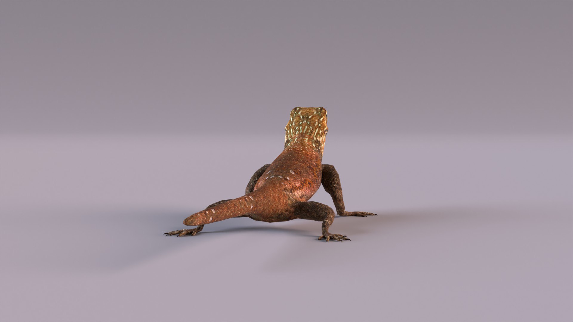 3D Rock Agama Lizard Model - TurboSquid 1901539
