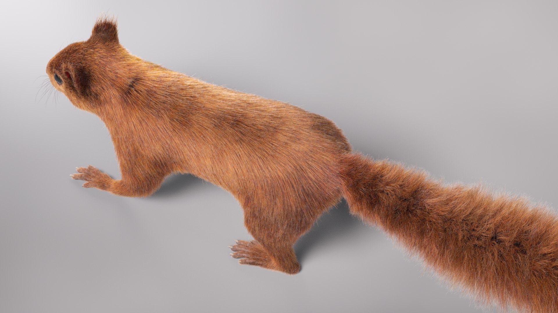 3D model squirrel fur - TurboSquid 1677790