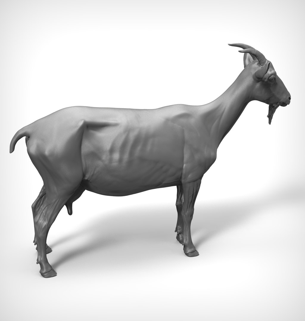 Goat Realistic Model - TurboSquid 1214066