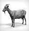 Goat Realistic Model - TurboSquid 1214066