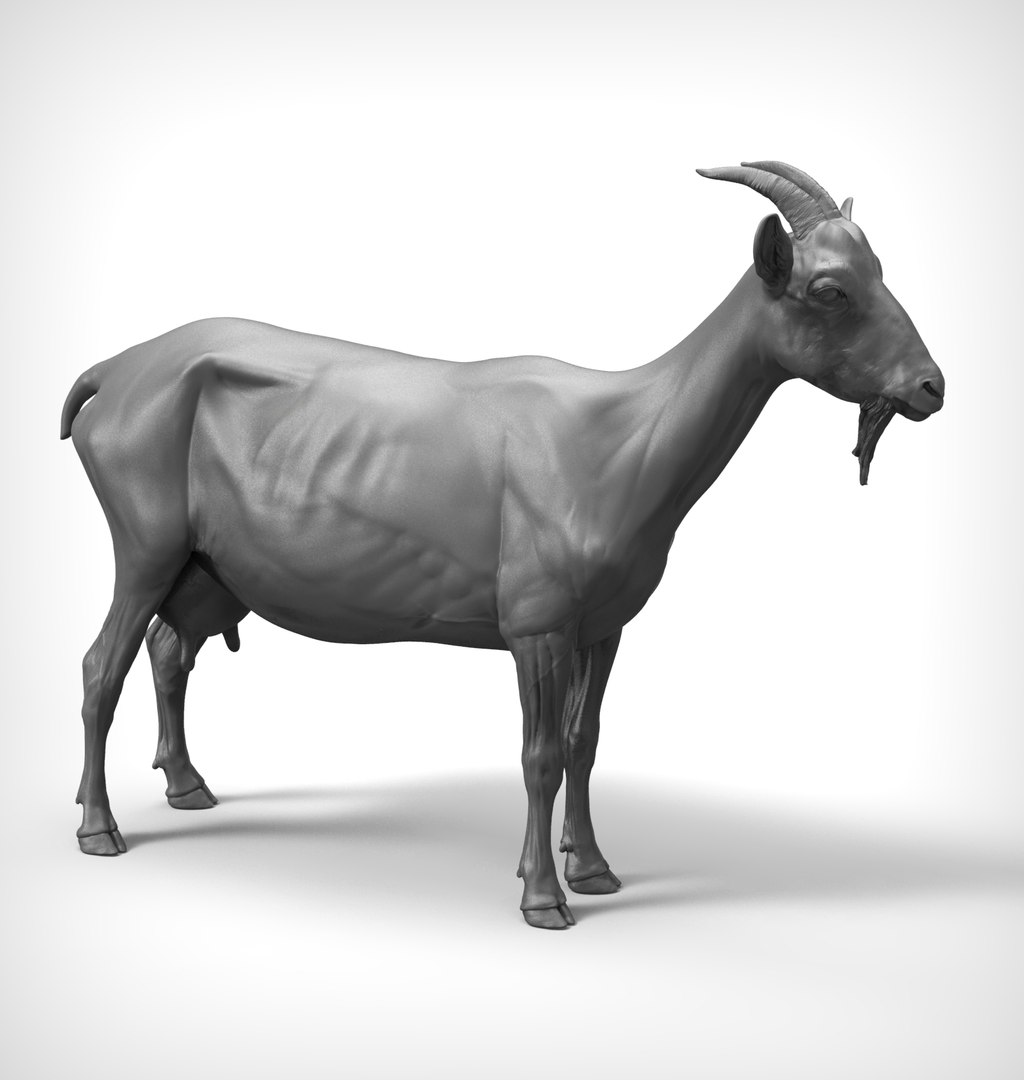 Goat Realistic Model - TurboSquid 1214066