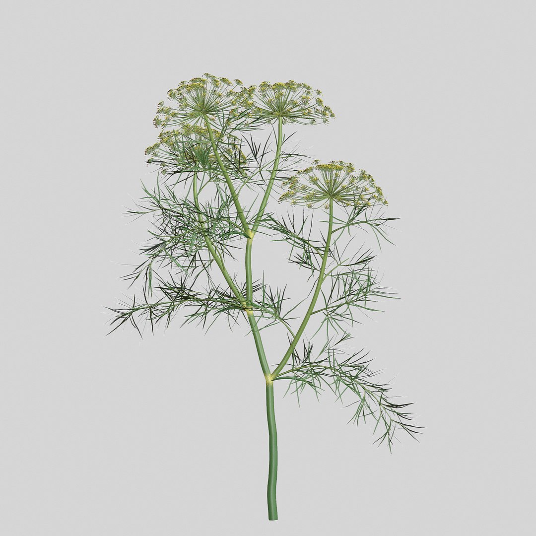 3D Model Dill Plant - TurboSquid 1980115