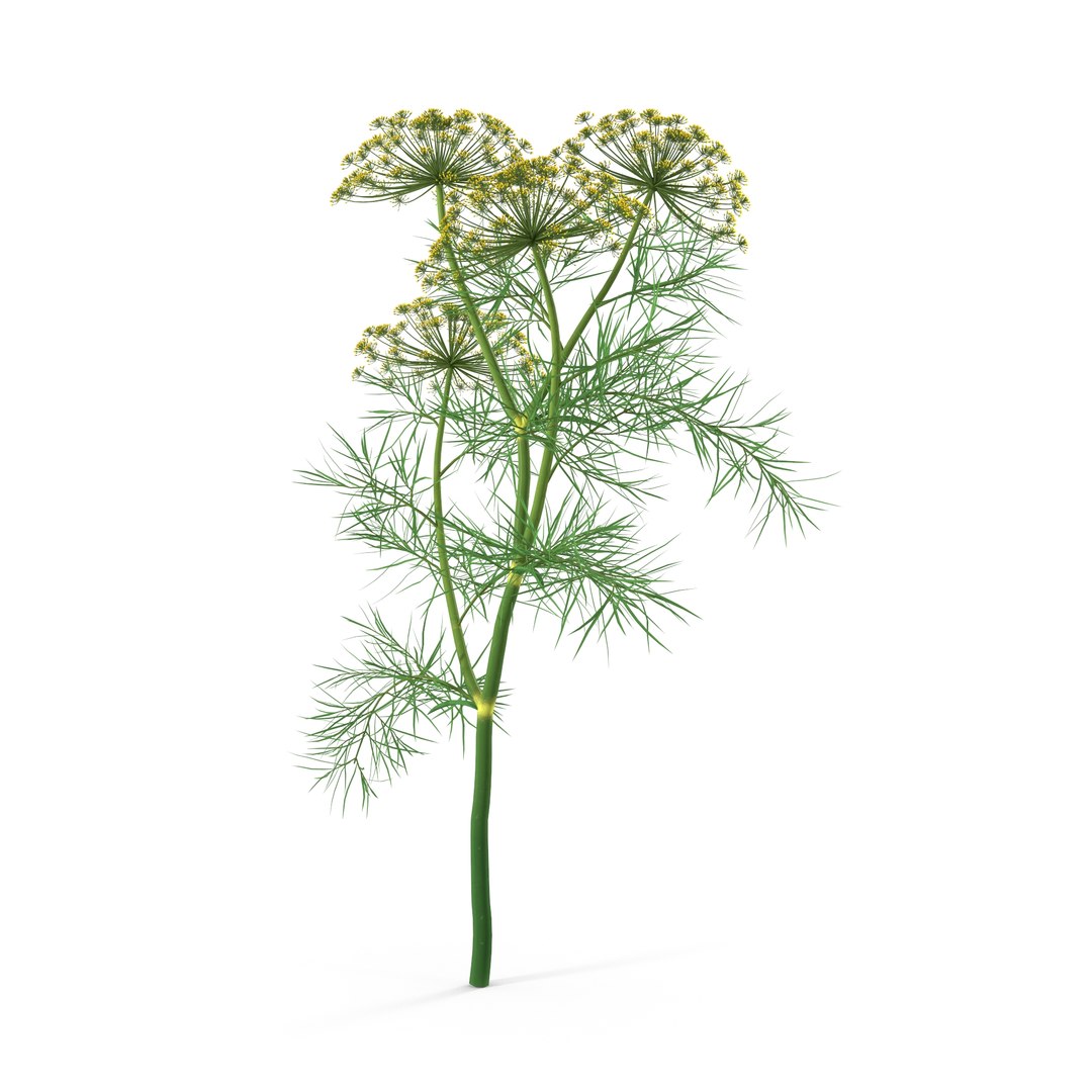 3D Model Dill Plant - TurboSquid 1980115