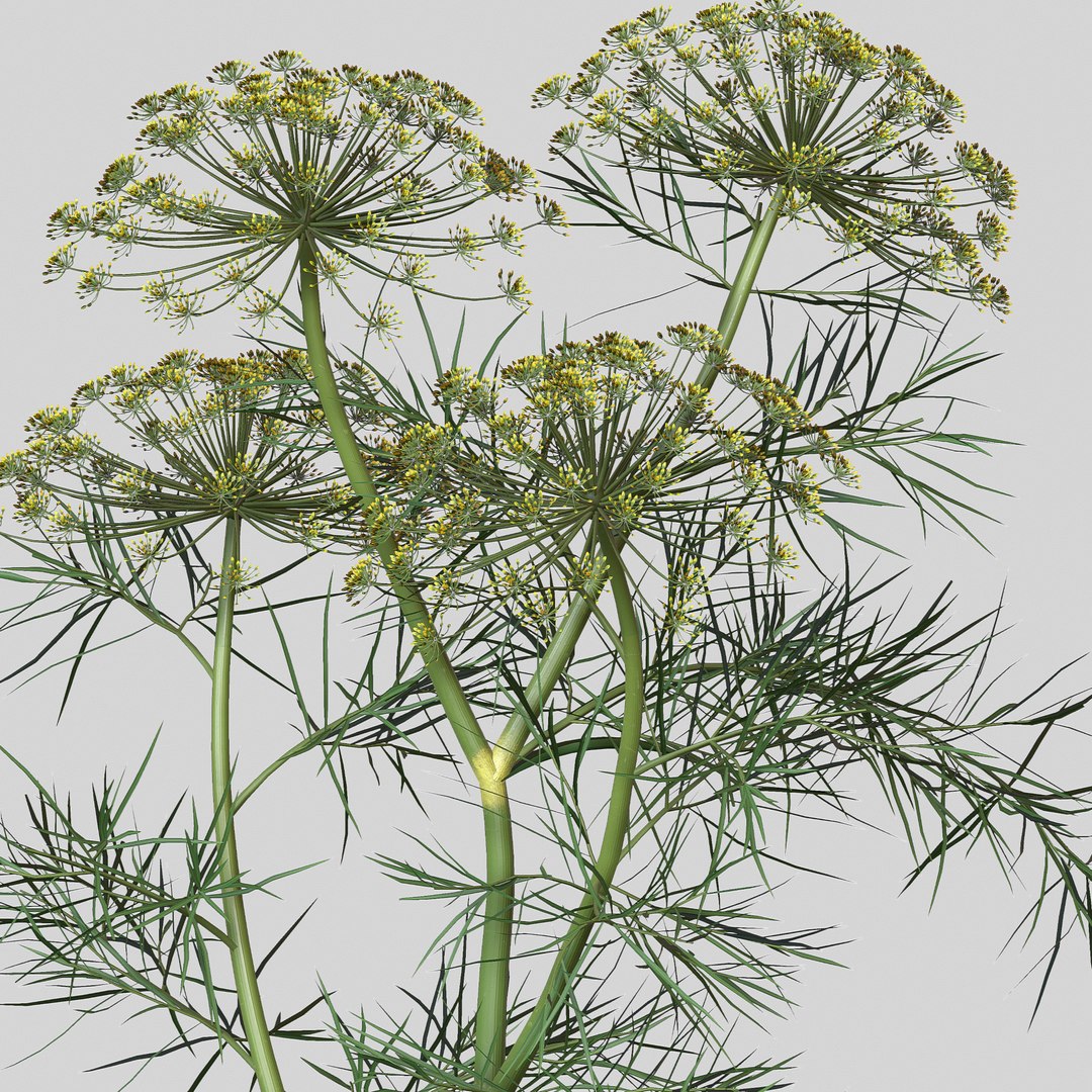 3D Model Dill Plant - TurboSquid 1980115