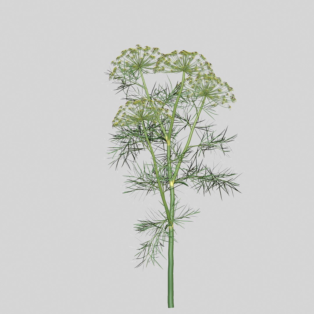 3D Model Dill Plant - TurboSquid 1980115