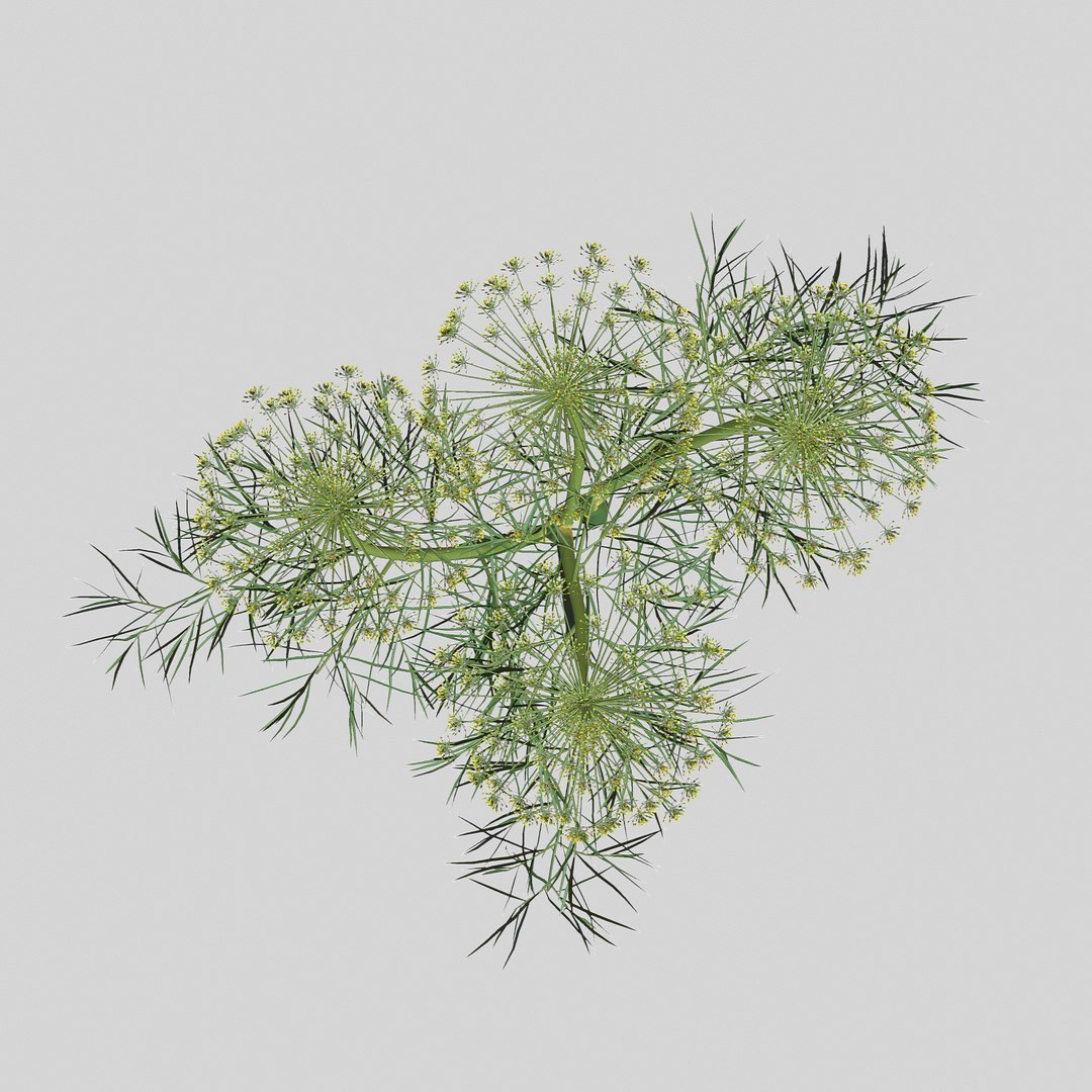 3D Model Dill Plant - TurboSquid 1980115
