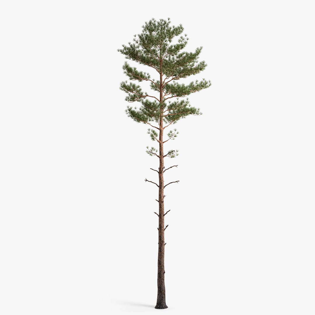 Pine 3D - TurboSquid 1153544