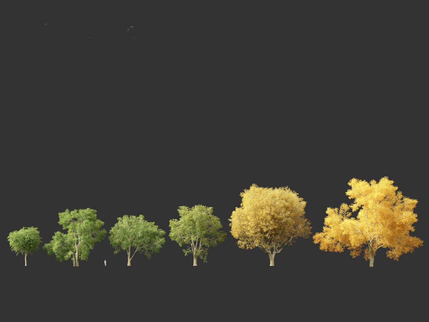 American Elm - Ulmus Americana 3D Model - TurboSquid 2118411
