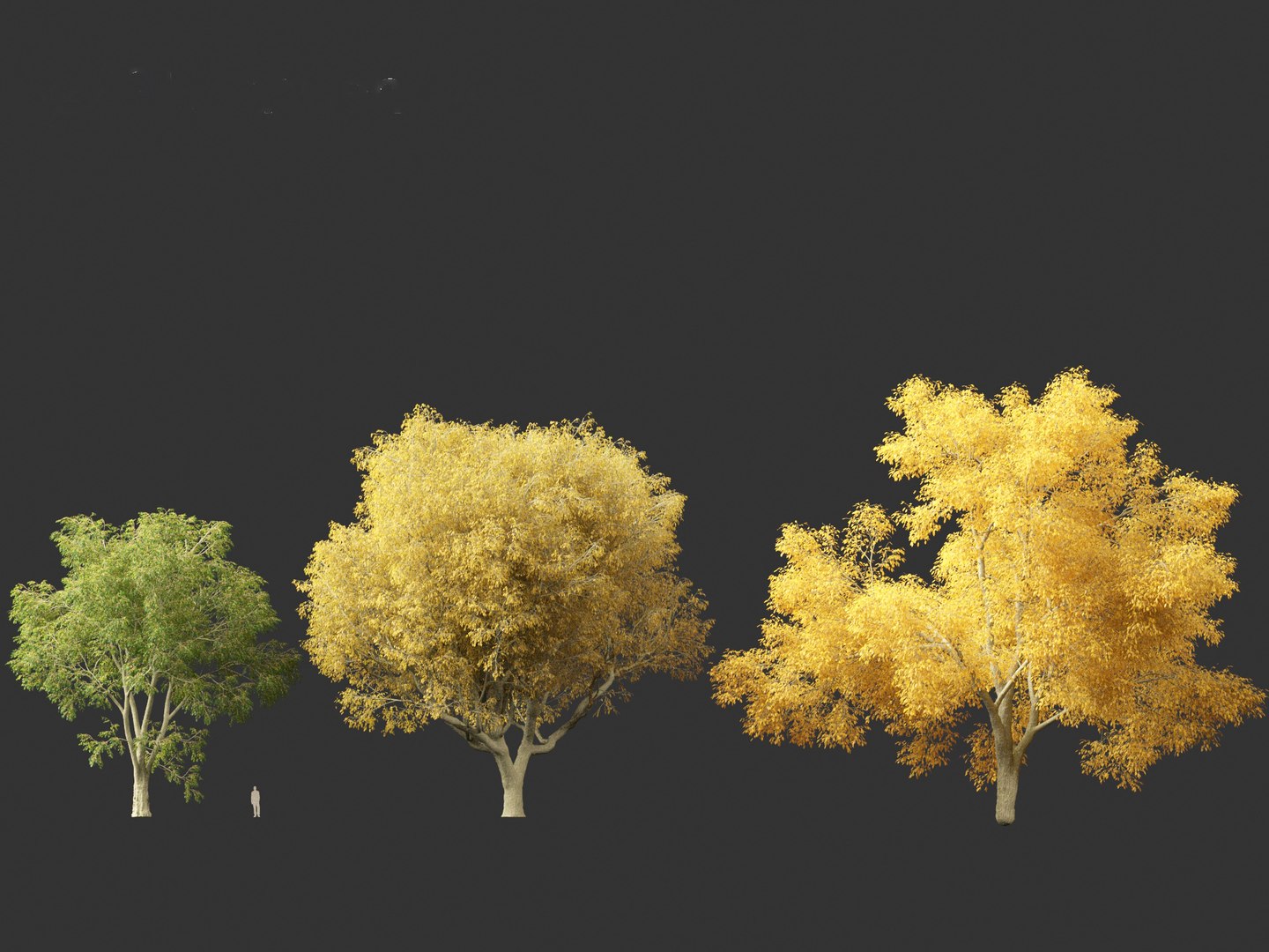 American Elm - Ulmus Americana 3D Model - TurboSquid 2118411