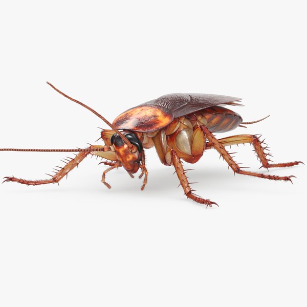 Cockroach 3D Models for Download | TurboSquid