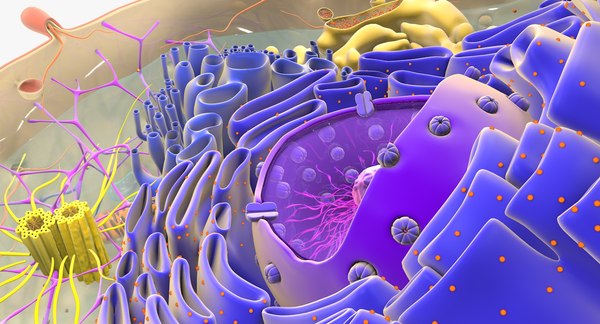 3D human cell - TurboSquid 1390779