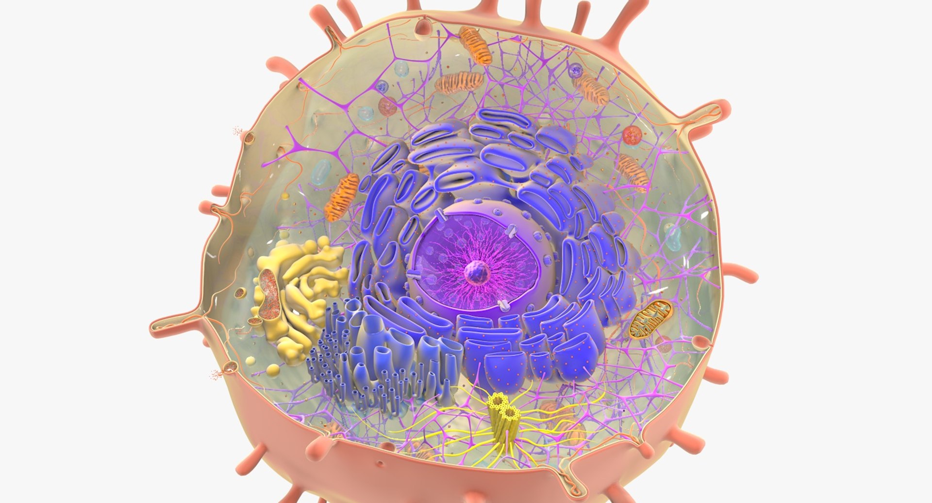 3D human cell - TurboSquid 1390779