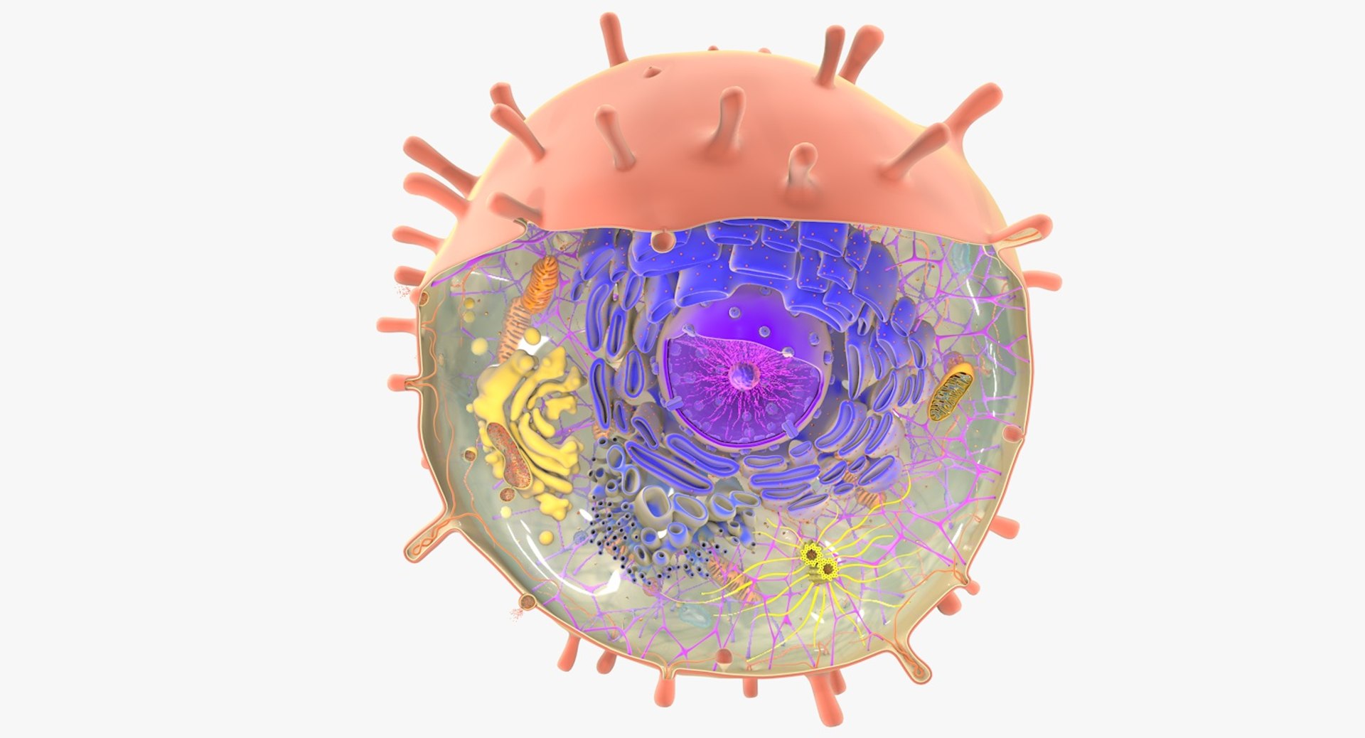 3D human cell - TurboSquid 1390779