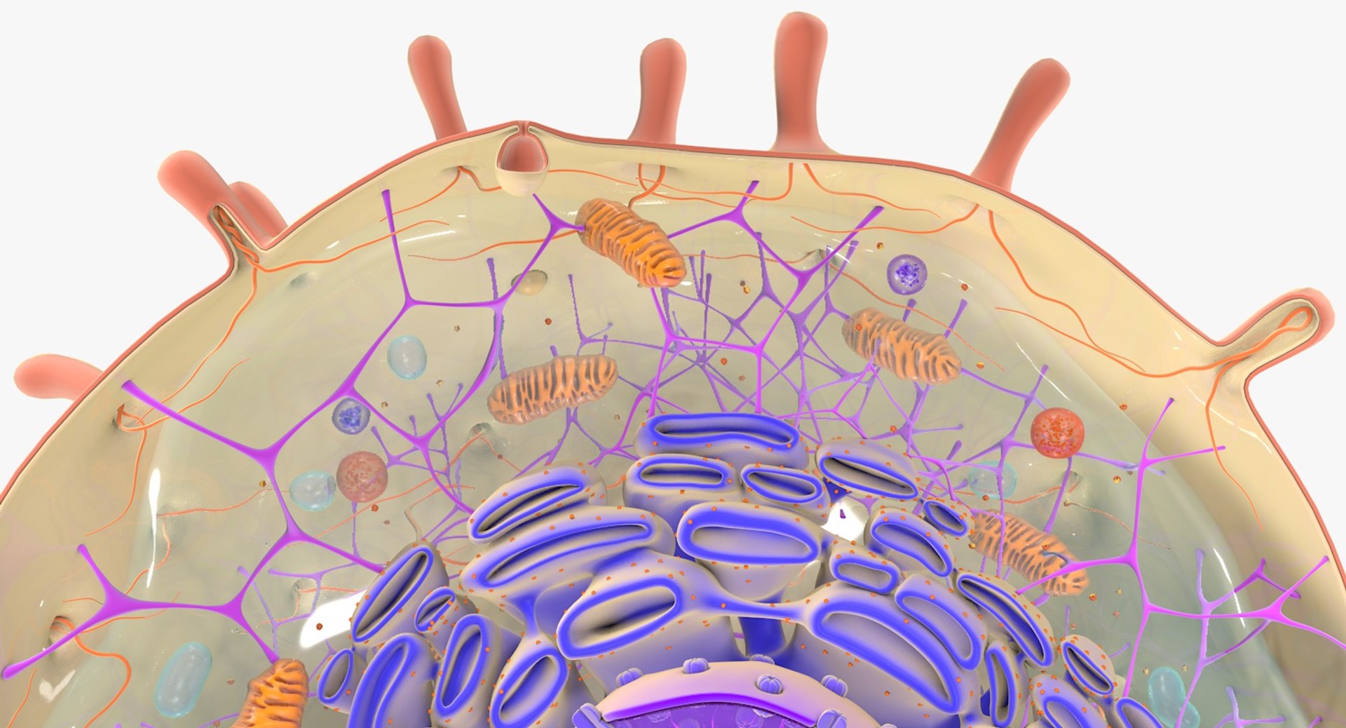 3D human cell - TurboSquid 1390779